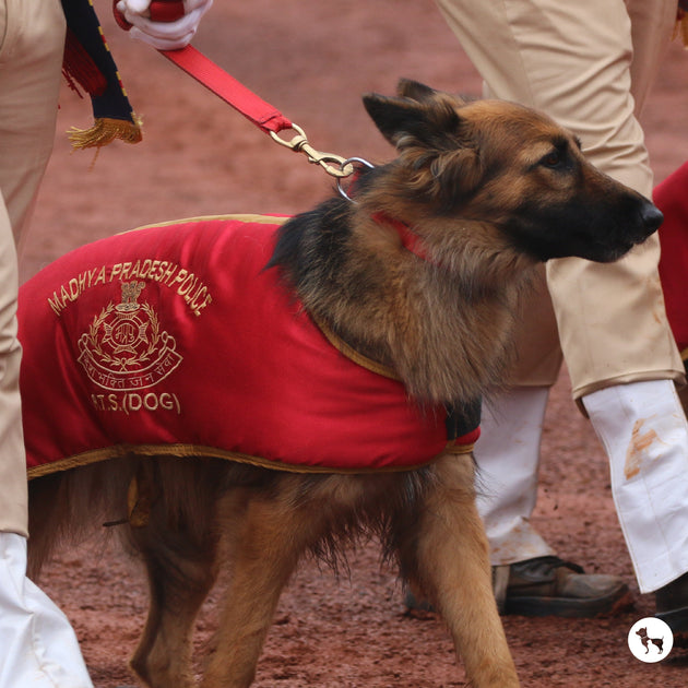 10 Most Popular Police Dog Breeds in the World