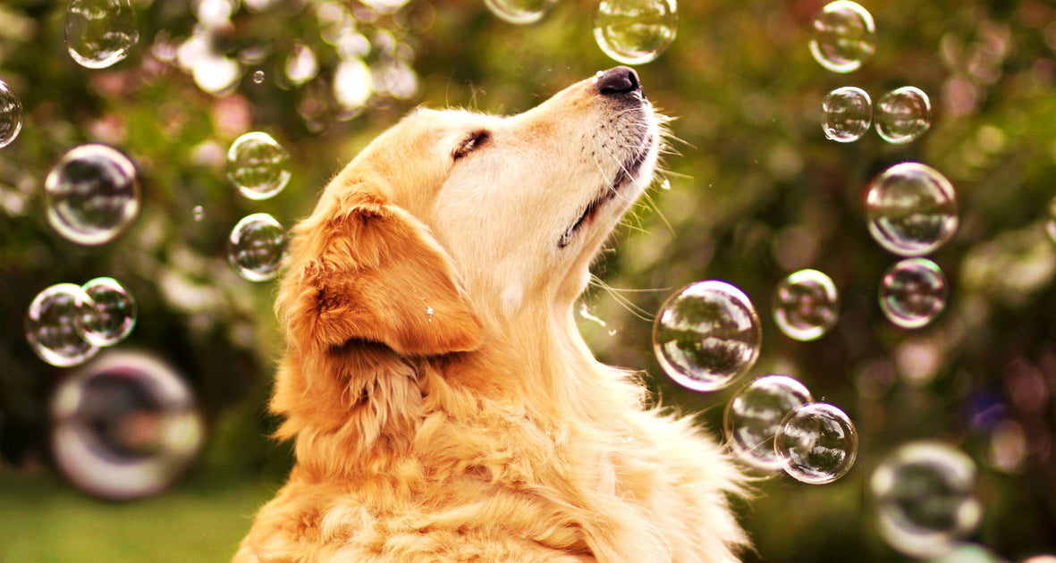 12 Reasons Why It's Great To Be A Dog!