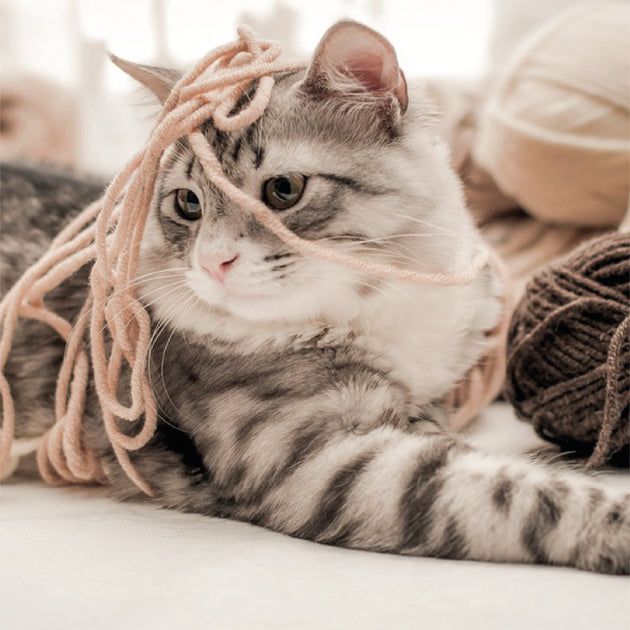 Anxious Cat Behaviour - Causes and Remedies | Tips for Pet Parents