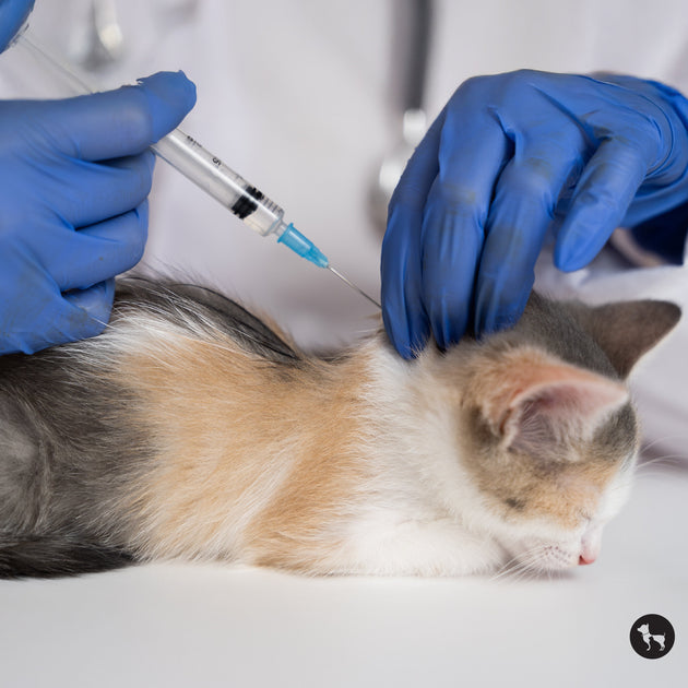 Cat Vaccination Cost in India: Prices, Schedule & Importance