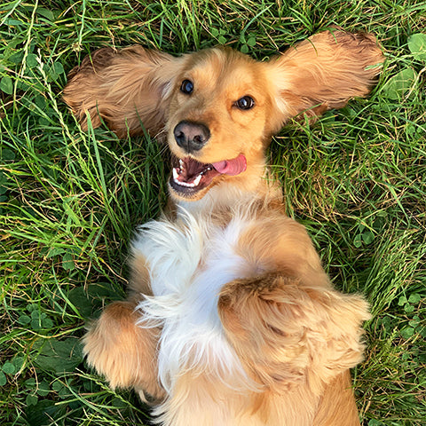 Heat Cycle (Estrus) - Sign & Symptom In Dog & Spaying 101