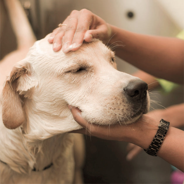 Basic Grooming Tips for Your Pet