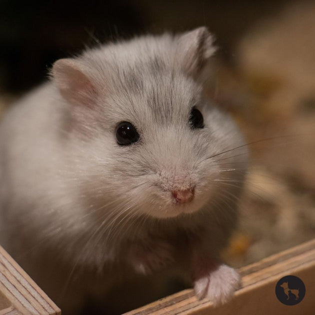 A Complete Guide to Hamster Breeds: Types, Traits & Pet Suitability