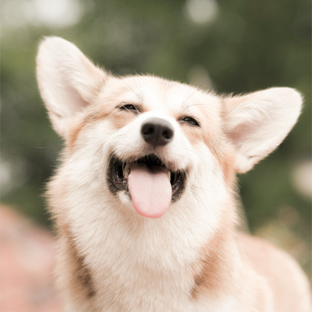 How To Make A Dog Happy | Tips for Pet Parents