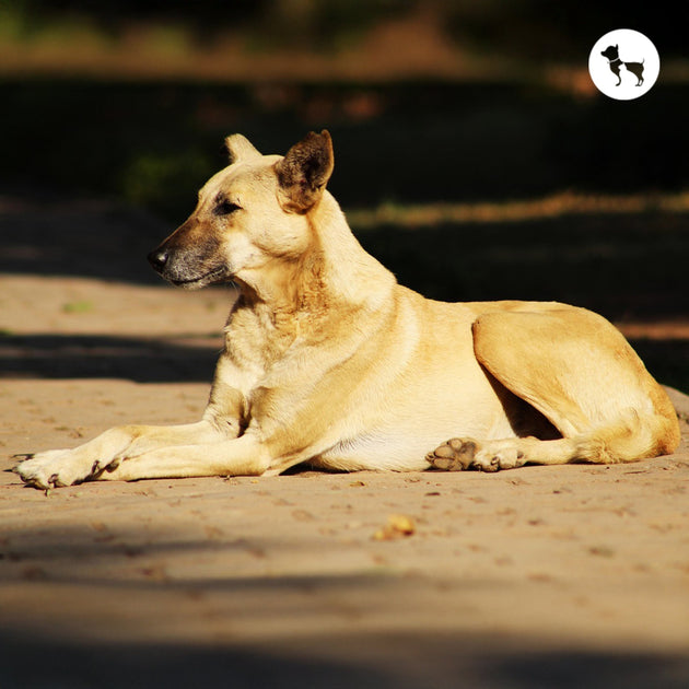 16 Heat-Tolerant Dog Breeds Perfect for Indian Summers