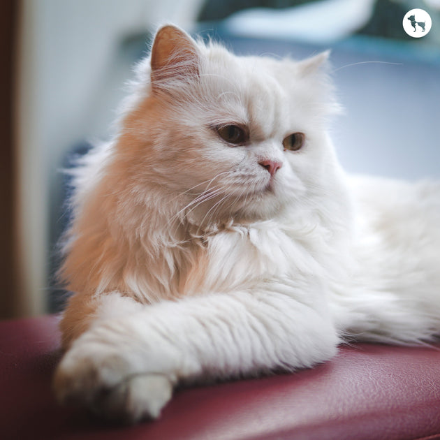 Persian Cat Breed Profile | History, Personality, Care & Nutrition