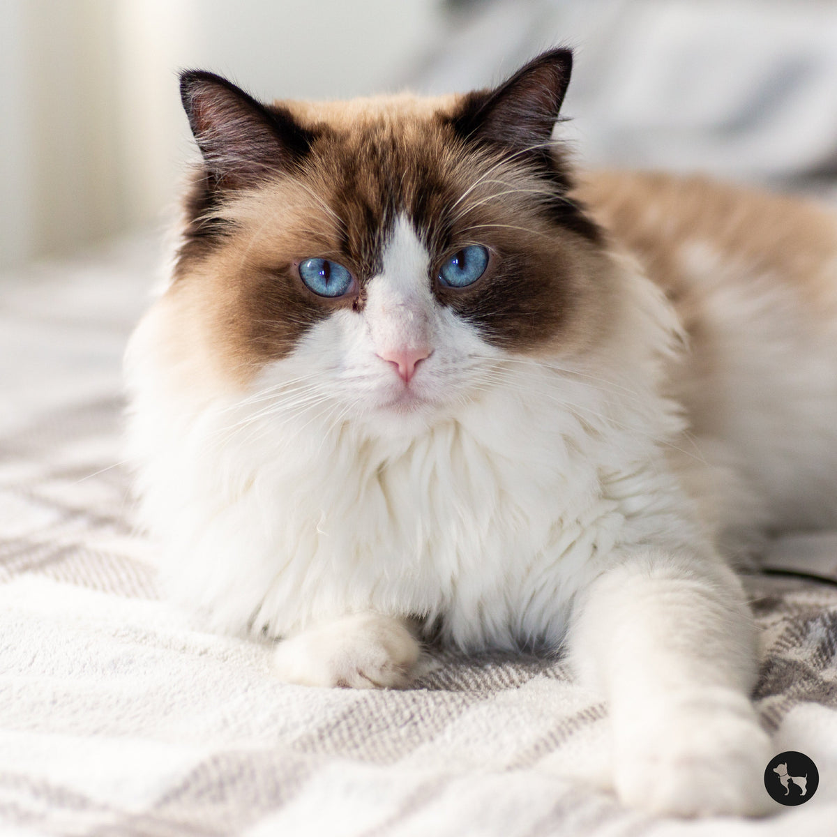 ragdoll cat blue