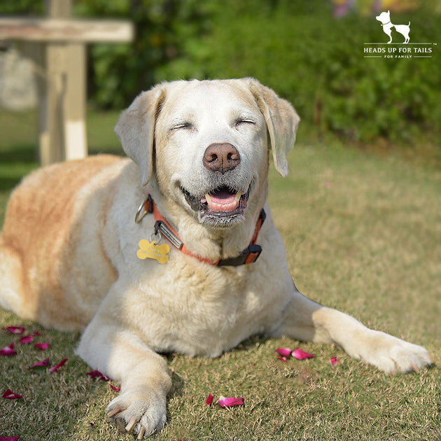 Learn How to Train Your Adult Dog (6 Tips for Older Dogs)