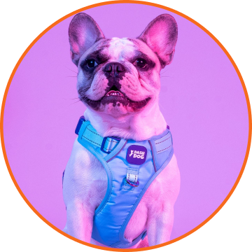 Heads Up For Tails: Online Pet Store for Pet Supplies & Products