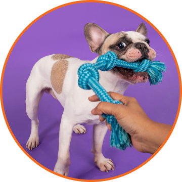 Heads Up For Tails: Online Pet Store for Pet Supplies & Products