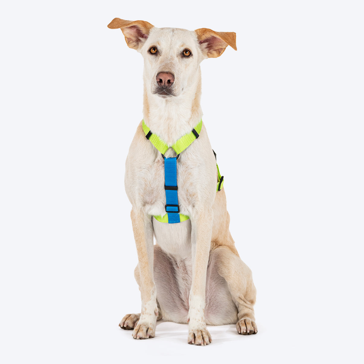 HUFT Basics H-Harness For Dogs | Neon Green & Blue – Heads Up For Tails