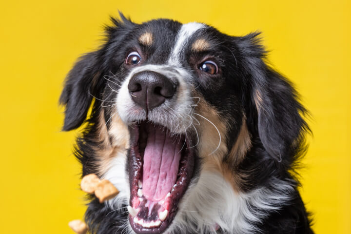 Heads Up For Tails: Online Pet Store for Pet Supplies & Products